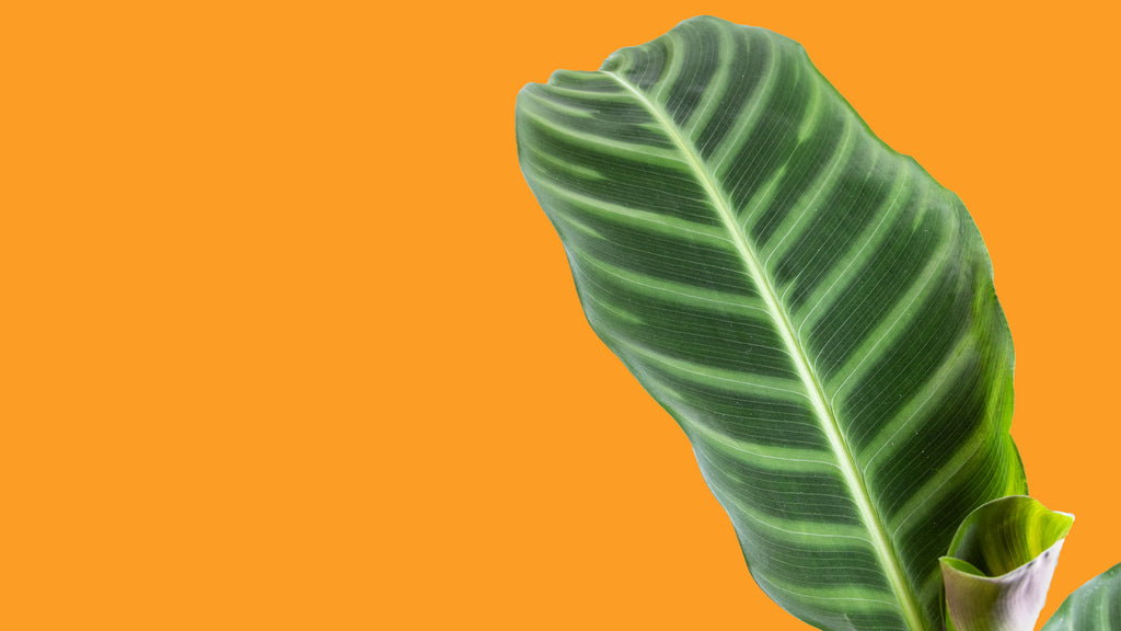 Marantaceae - Calathea, Stromanthe, Ctenanthe & Maranta - PlantHouseNZ