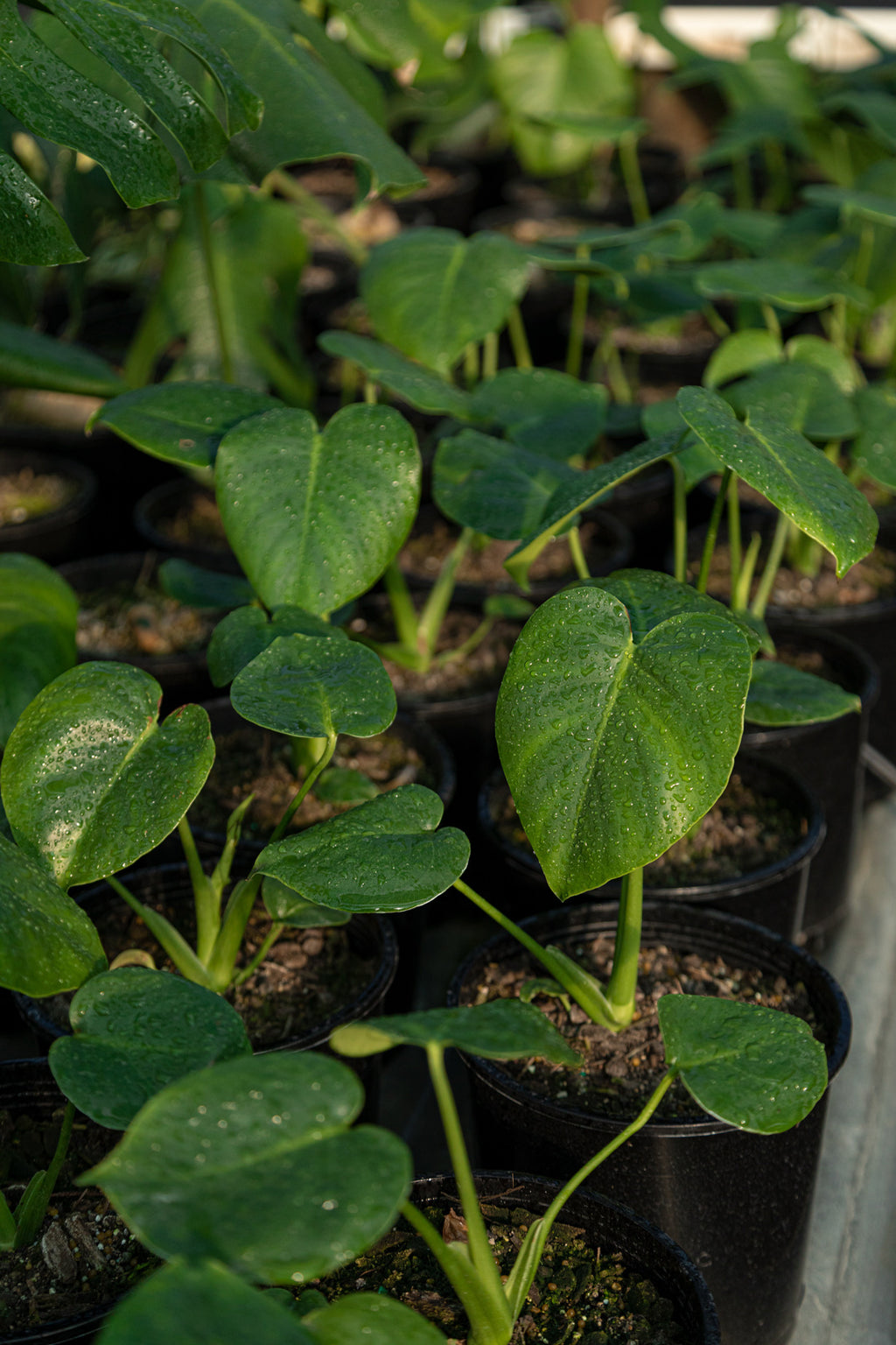 Medium Indoor Houseplants | PlantHouse NZ