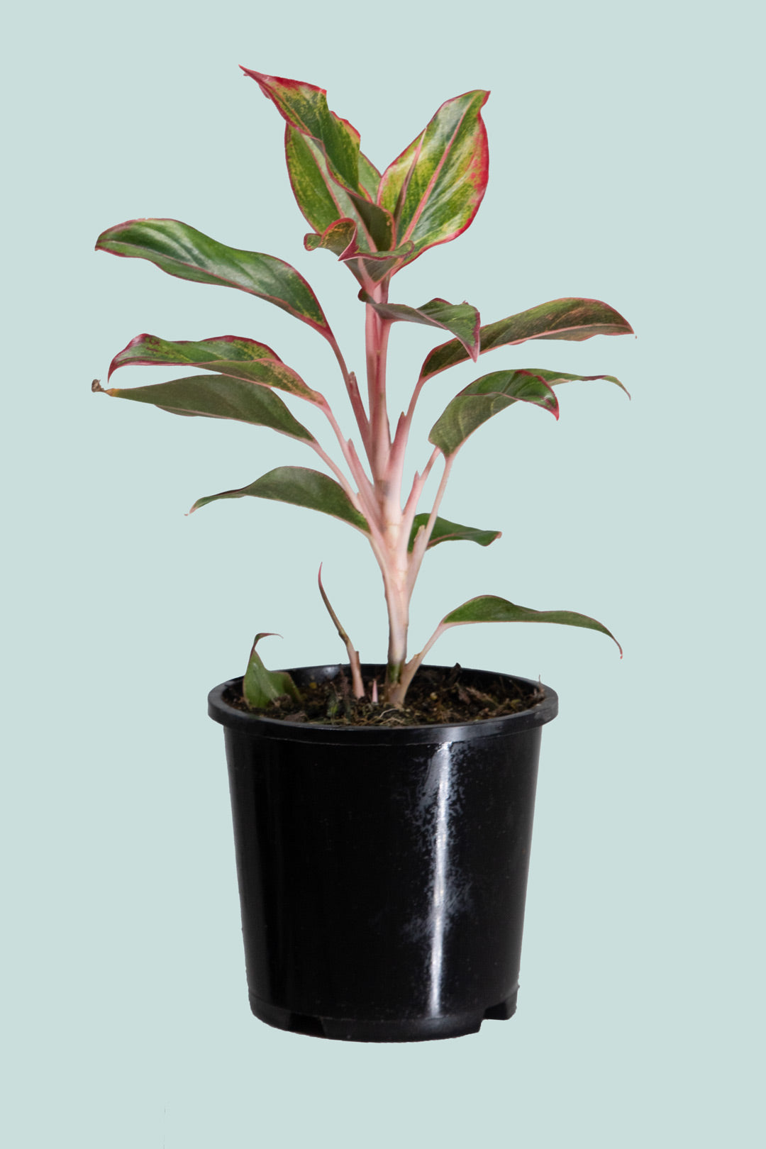 Aglaonema Red Gold - Indoor Plant - PlantHouse NZ