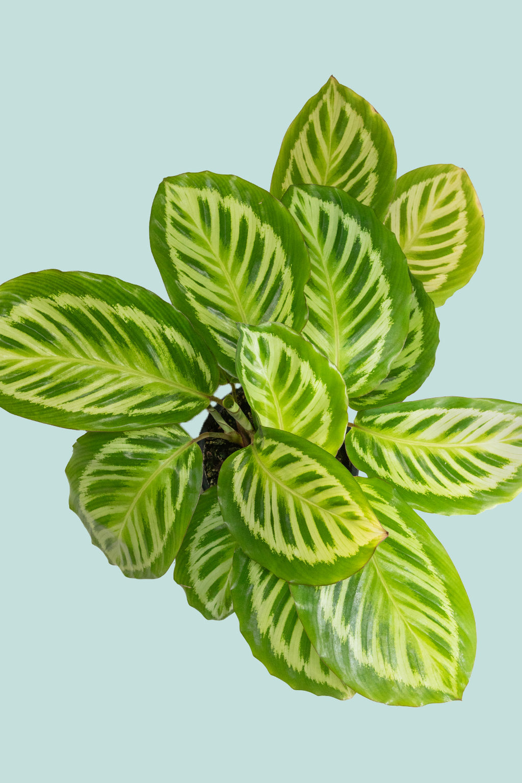 Calathea Misto - Indoor Plant - PlantHouse NZ
