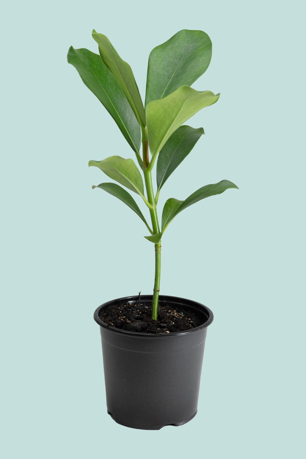 African Fig - Ficus cyathstipula - Live Plant - 8L / 25cm / Large Plant ...