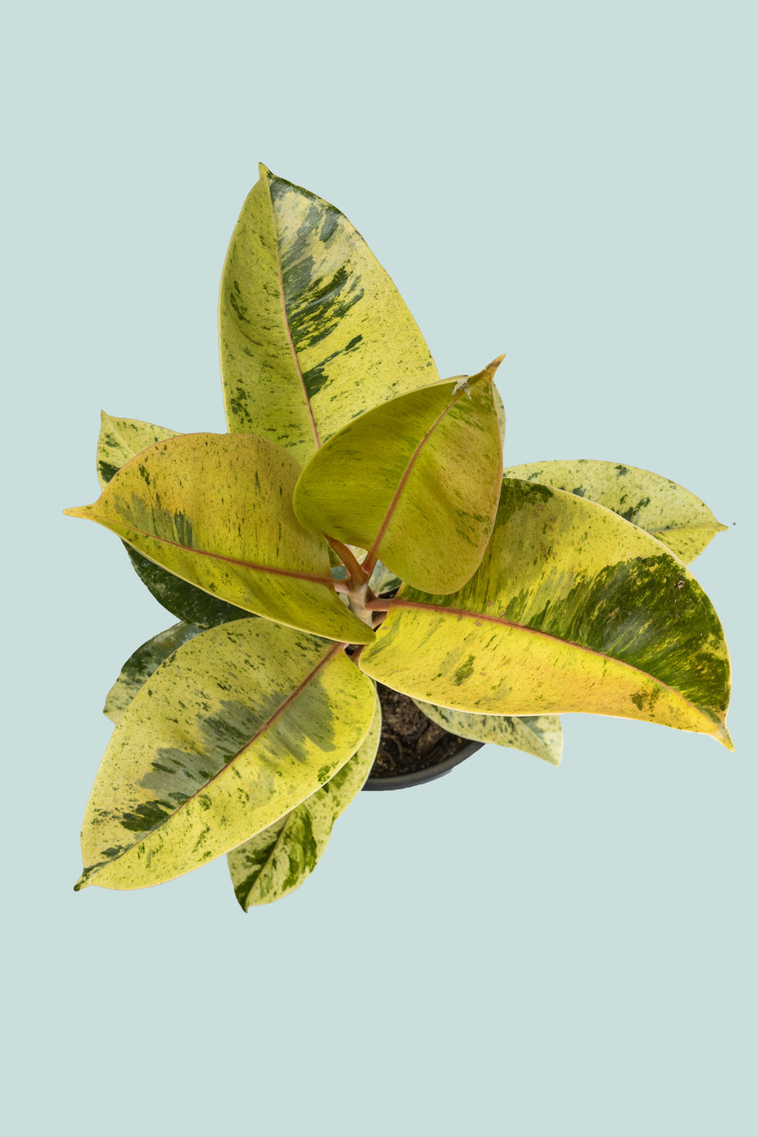 Ficus – PlantHouse