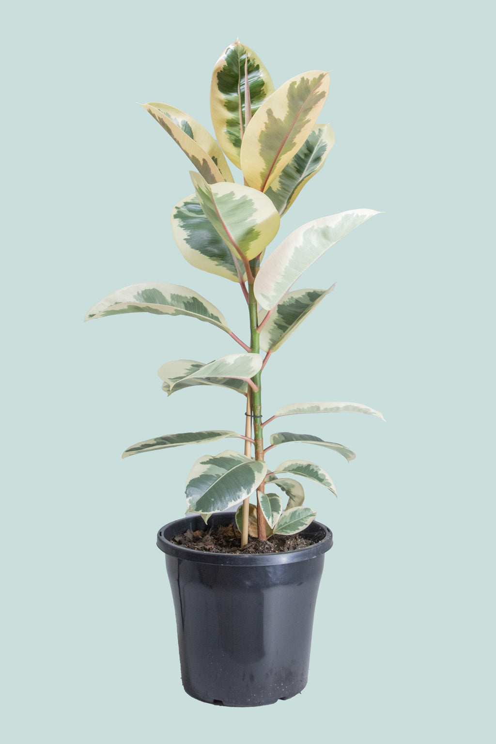Tineke - Ficus elastica - 10L Live Indoor Plant - Rubber Tree – PlantHouse