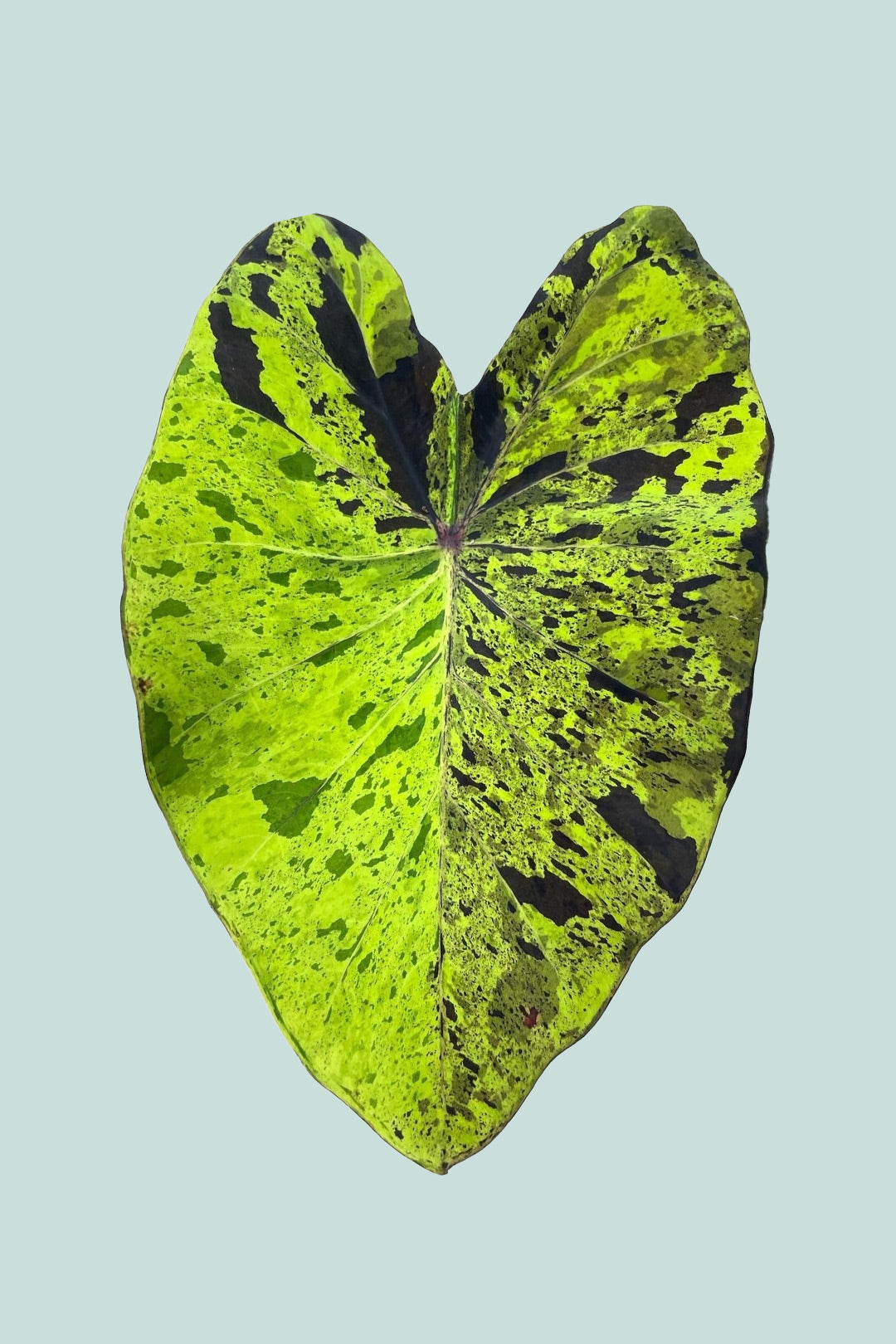 Colocasia esculenta 'Mojito' - 14cm / 1L / Small Plant – PlantHouse