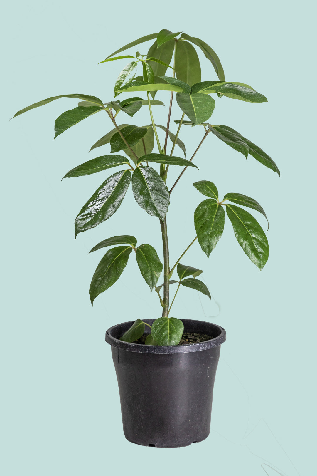 Umbrella Tree - Schefflera actinophylla 'Amate' - 10L / 25cm / Large ...