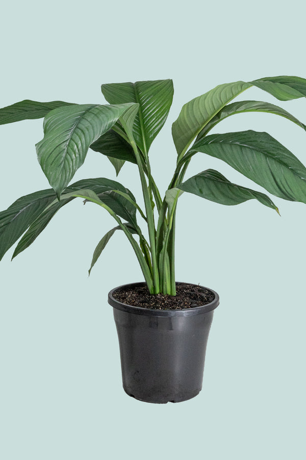 Giant Peace lily - Sensation - Spathiphyllum - 10L / 25cm / Large ...