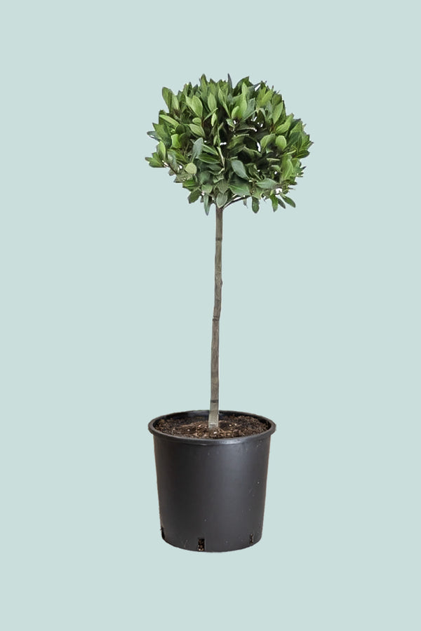 Bay Tree Standard - 10L / 25cm / XL – PlantHouse