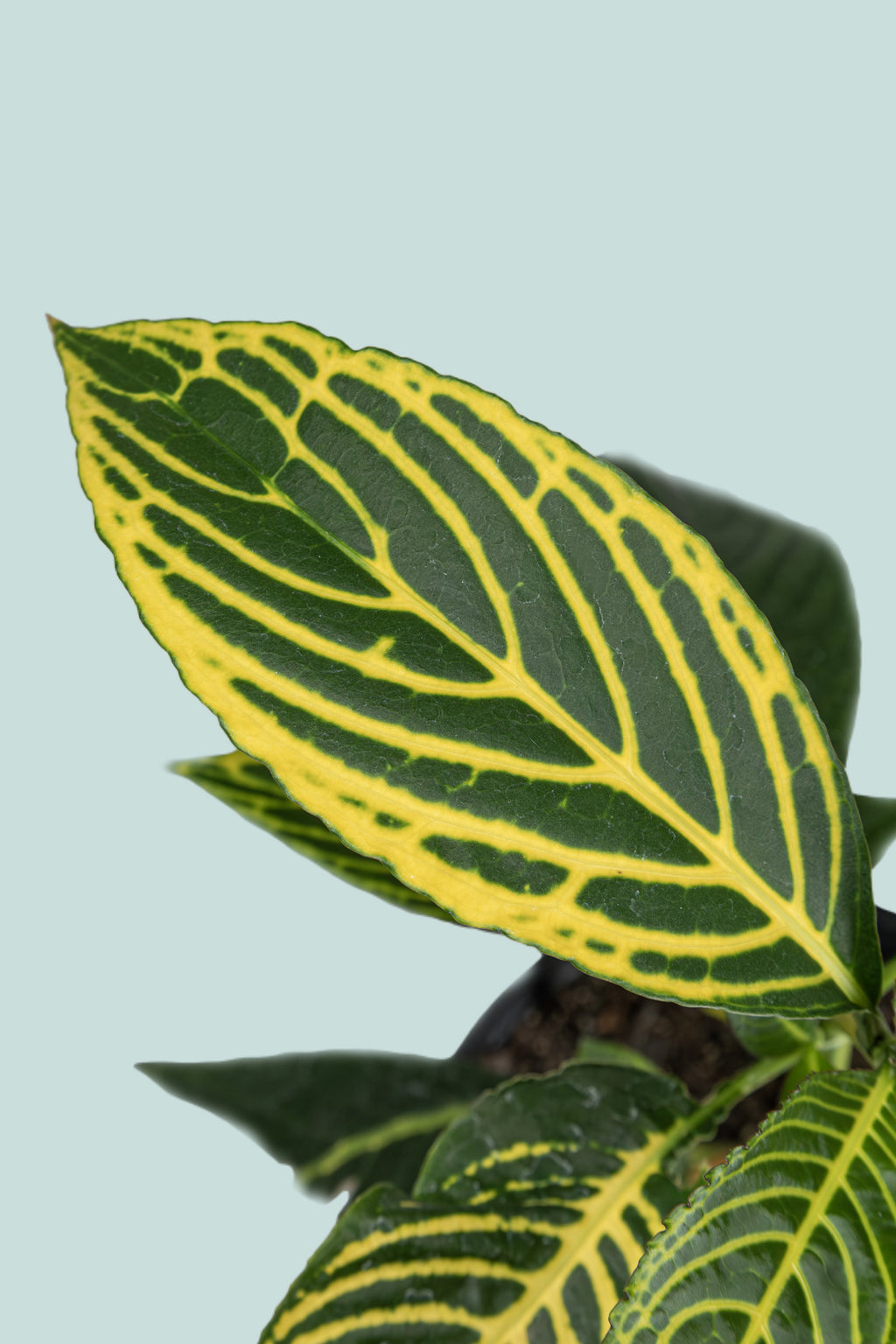 Tiger Plant - Sanchezia speciosa - 2.5L / 17cm / Medium – PlantHouse