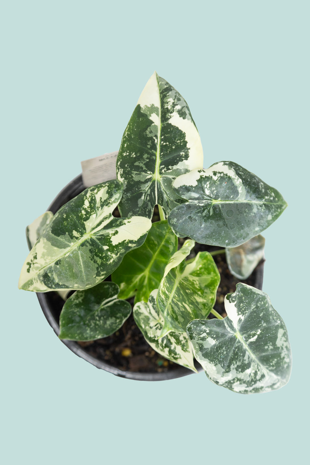 Variegated Alocasia Frydek - 14cm / 1L / Small Plant – PlantHouse