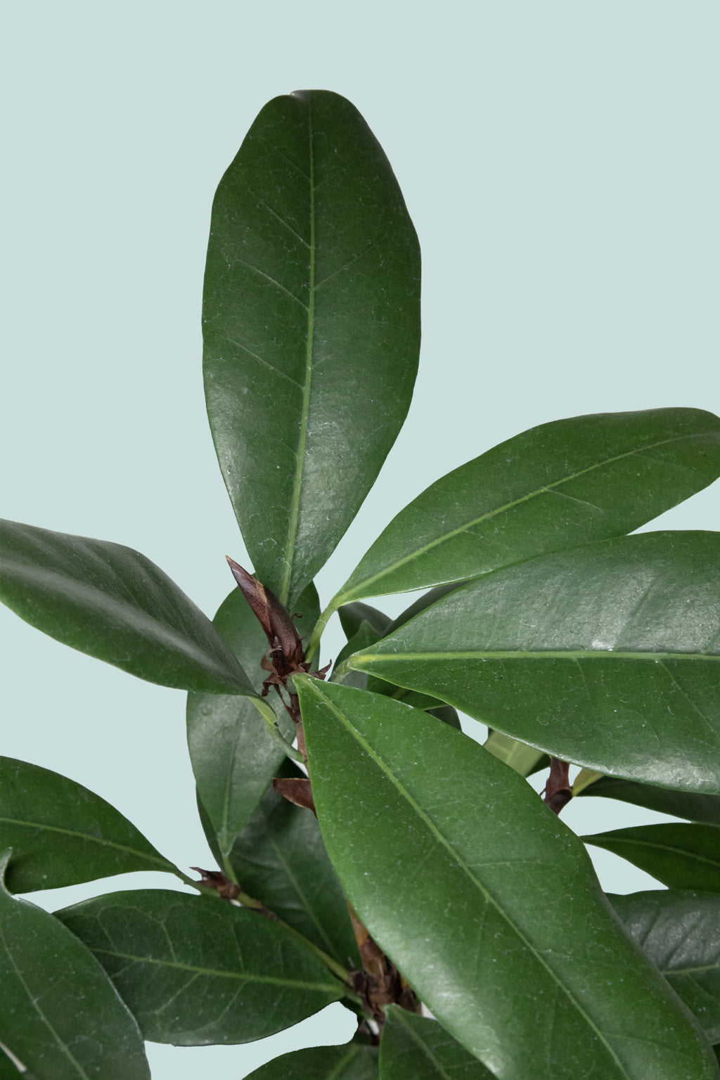 African Fig - Ficus cyathstipula - Live Plant - 8L / 25cm / Large Plant ...