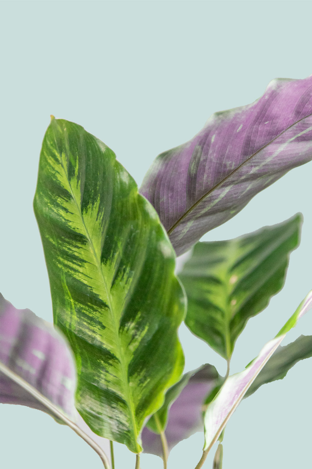 Calathea Misto - Indoor Plant - PlantHouse NZ