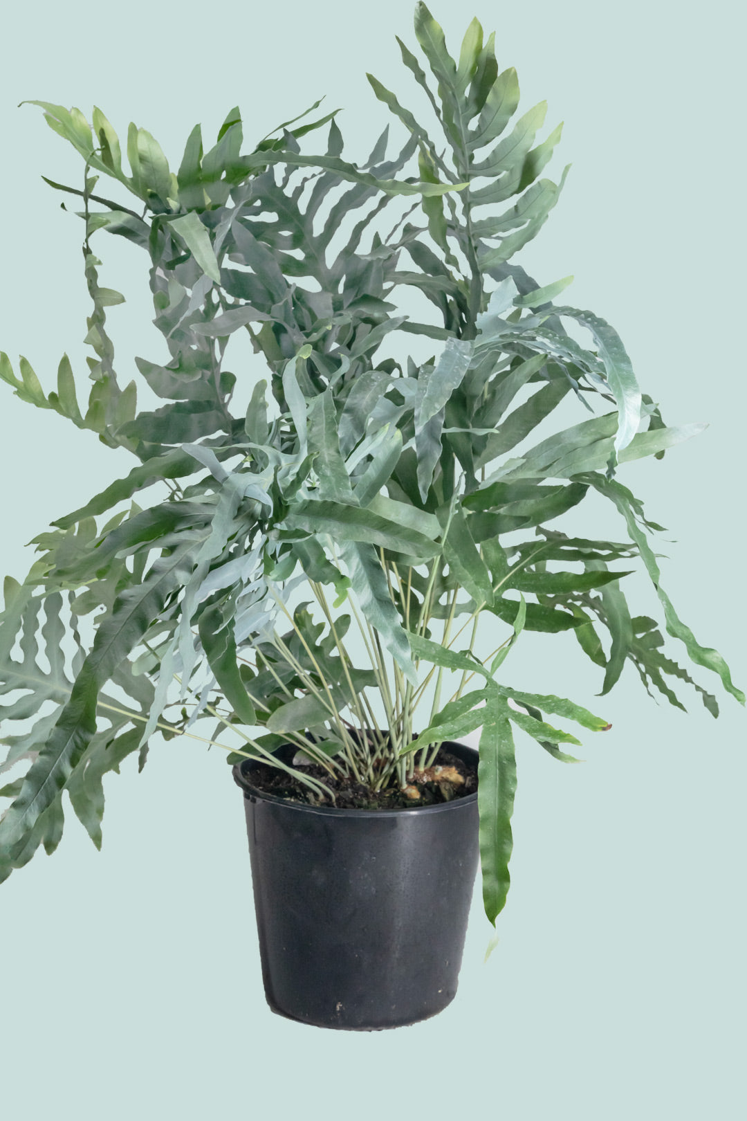 Blue Star Fern - Phlebodium aureum - 10L / 25cm / Large – PlantHouse