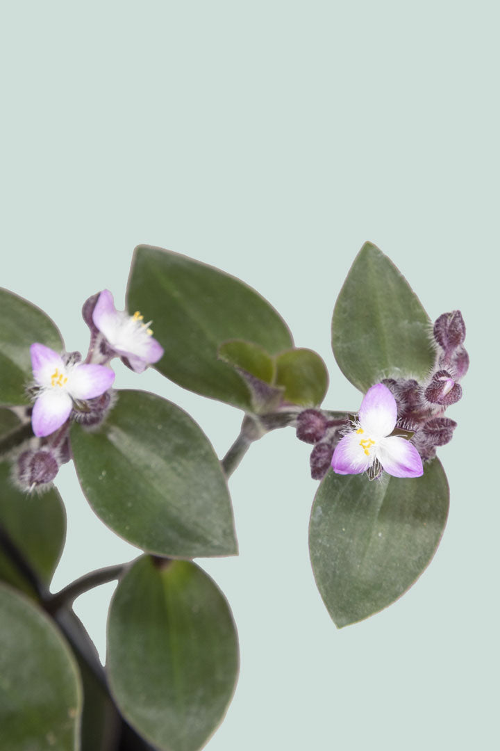 Bunny Bellies - Tradescantia chrysophylla - 2.5L / 17cm / Medium ...