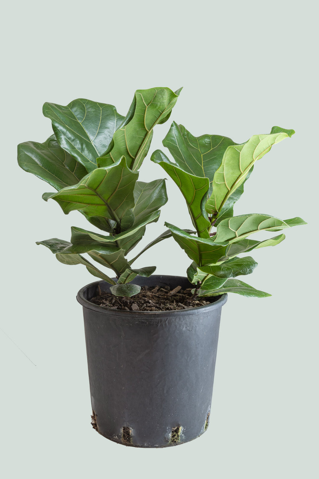 Fiddle Leaf Fig Double - Ficus lyrata - 10L / 25cm / Large – PlantHouse