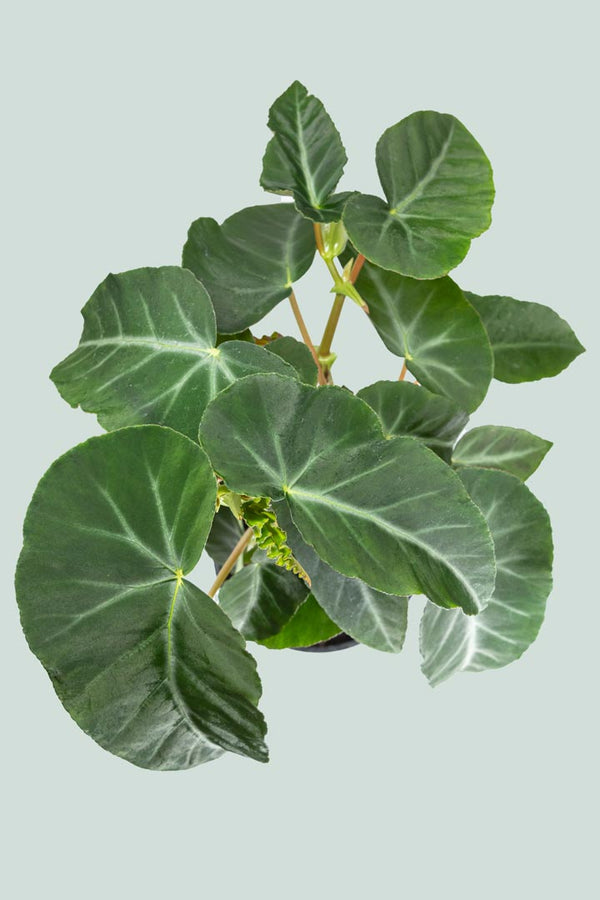 Begonia angularis - 2.5L / 17cm / Medium – PlantHouse