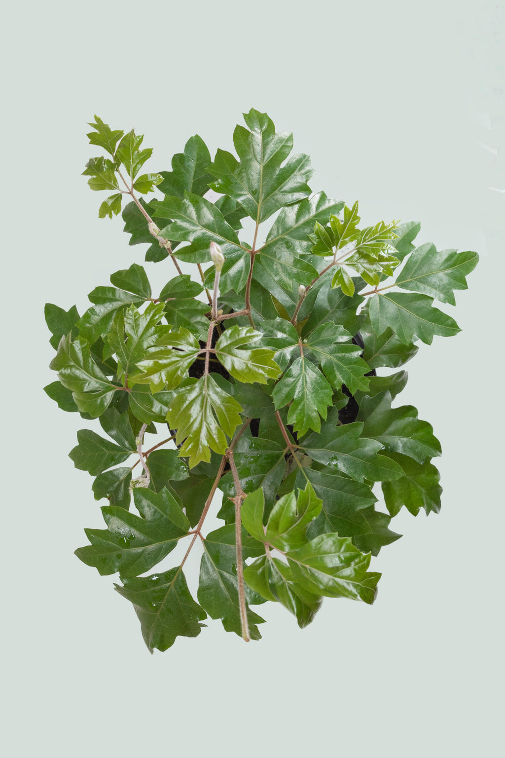 Grape Ivy - Cissus rhombifolia - 2L / 17cm / Medium – PlantHouse