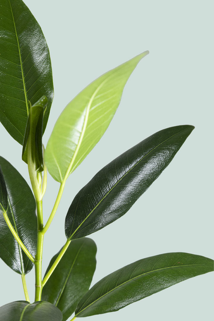 Small Leaf Fig - Ficus obliqua - 2.5L / 17cmPlantHouse NZ