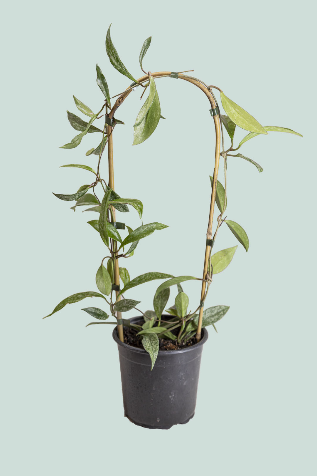 Hoya 'Splash' - H. Pubicalyx - 2.5L / 17cm / Medium – PlantHouse