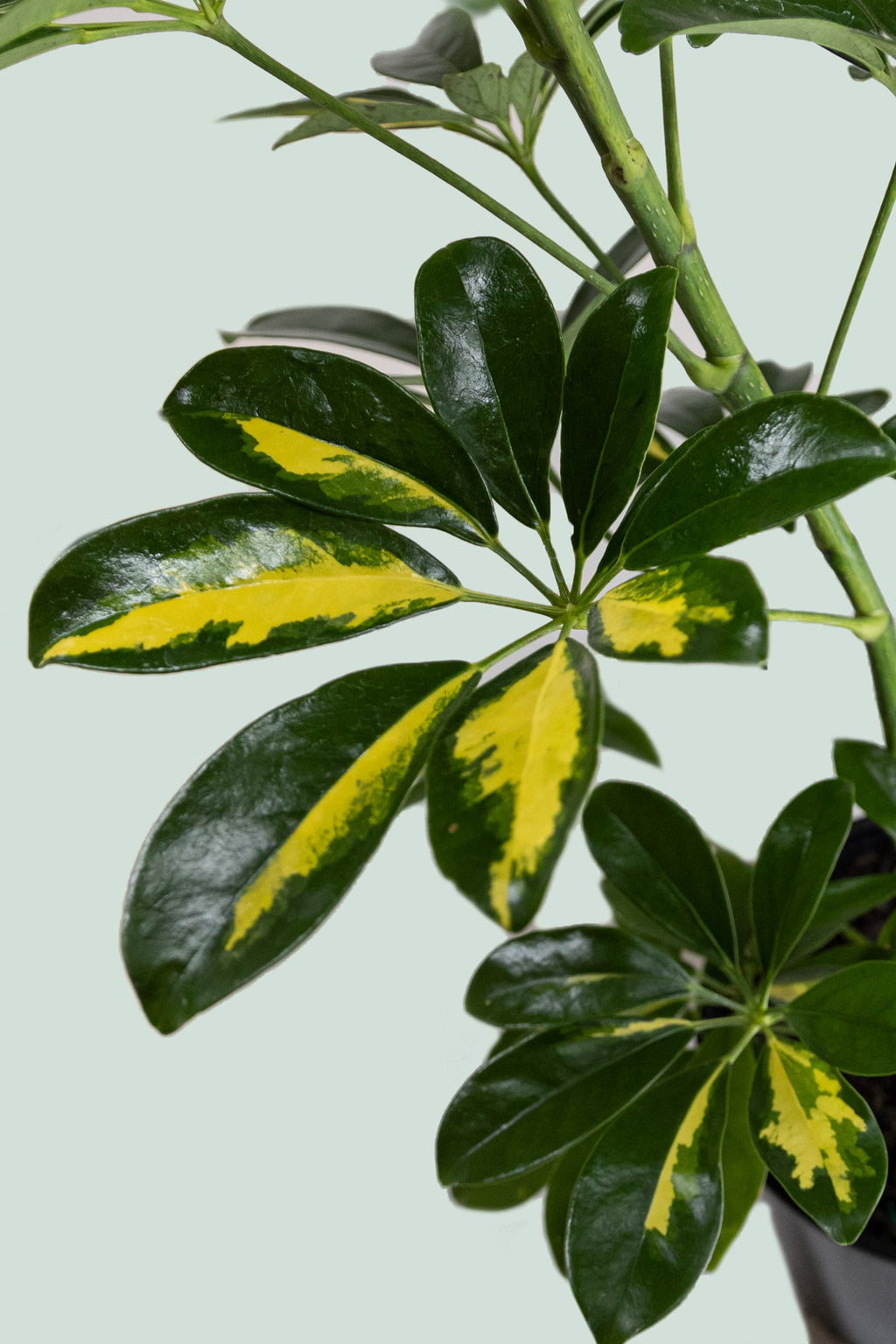 Mid Variegated Dwarf Umbrella Tree - Schefflera arboricola - 2.5L / 17 ...
