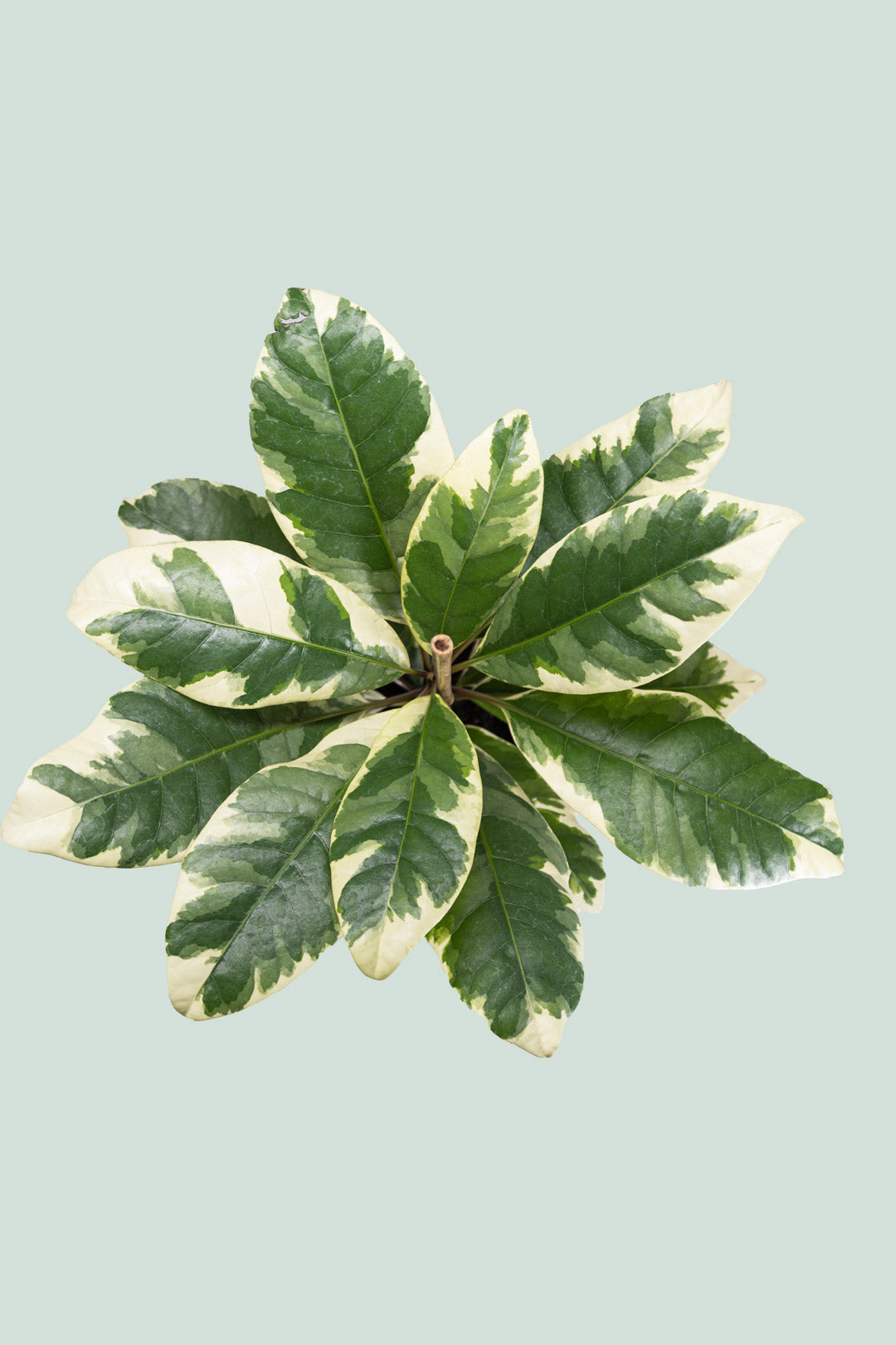Pisonia umbellifera - Variegated Birdcatcher Tree (NZ Native) - 2.5L ...