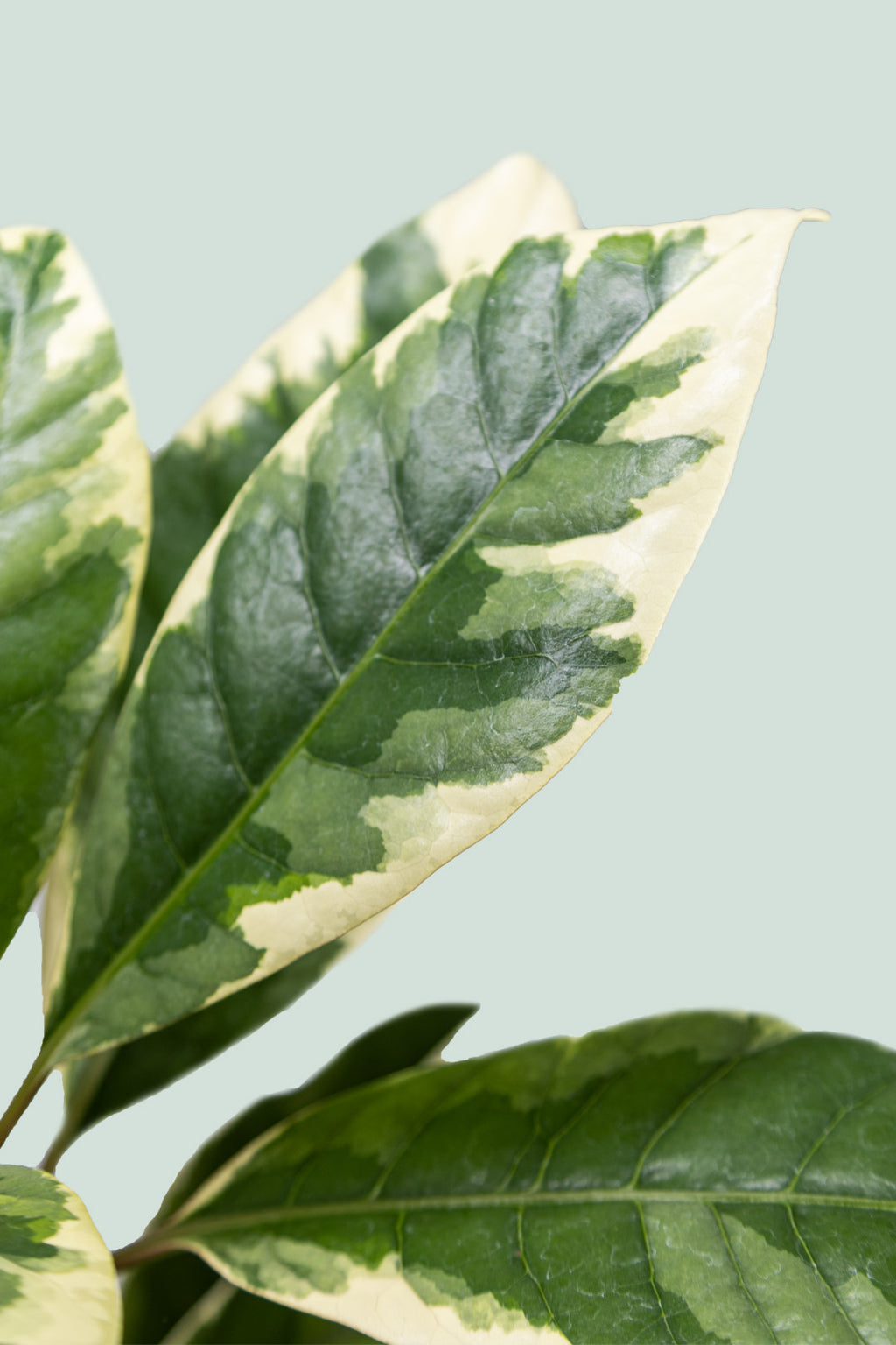 Pisonia umbellifera - Variegated Birdcatcher Tree (NZ Native) - 2.5L ...