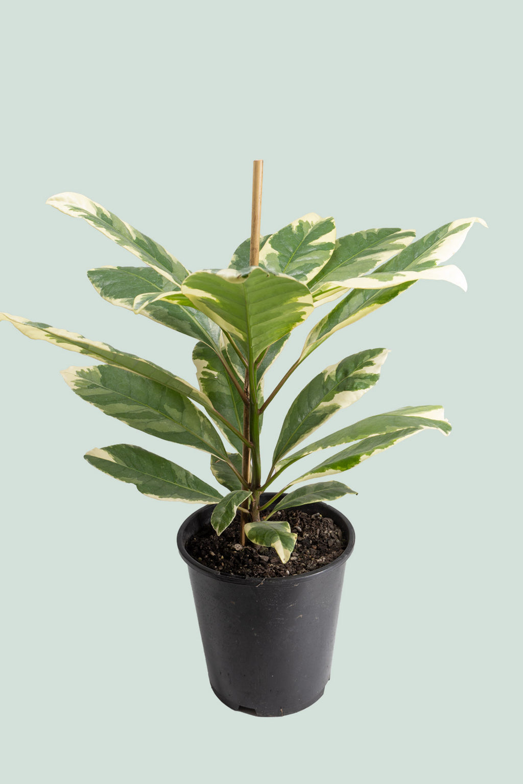 Pisonia umbellifera - Variegated Birdcatcher Tree (NZ Native) - 2.5L ...