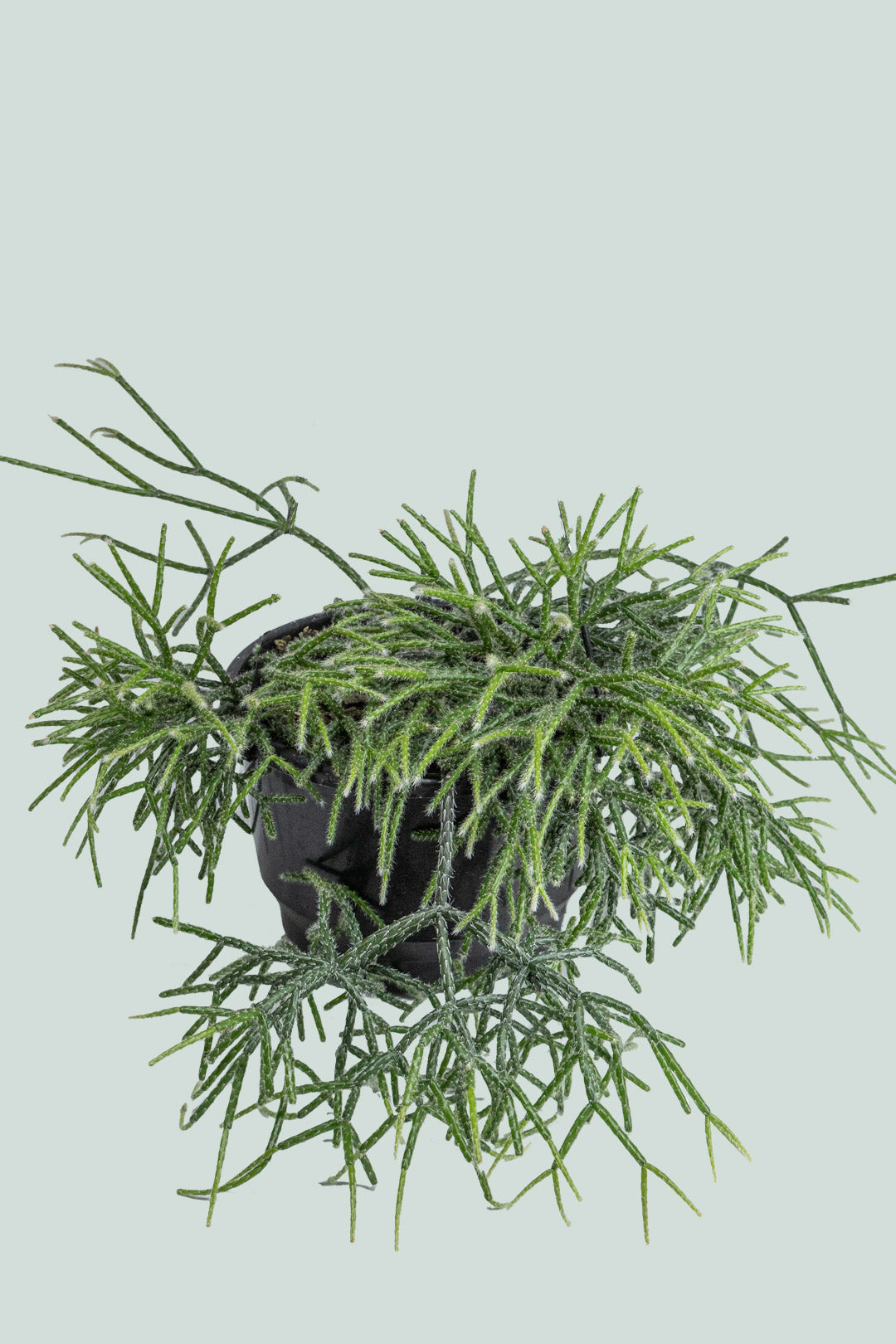 Jungle Cacti | Rhipsalis, Hatiora, Epiphyllum & other hanging ...