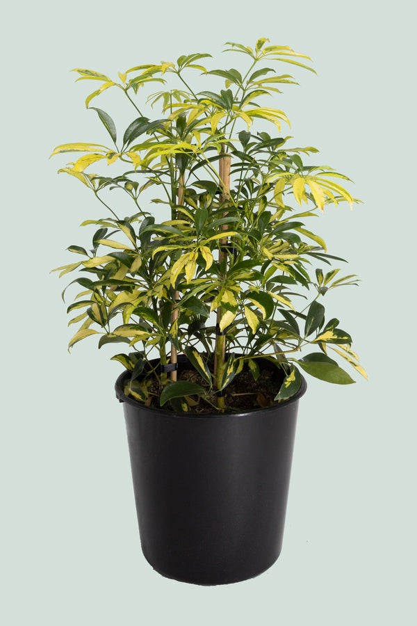 Variegated Dwarf Umbrella Tree - Schefflera arboricola - 10L / 25cm ...