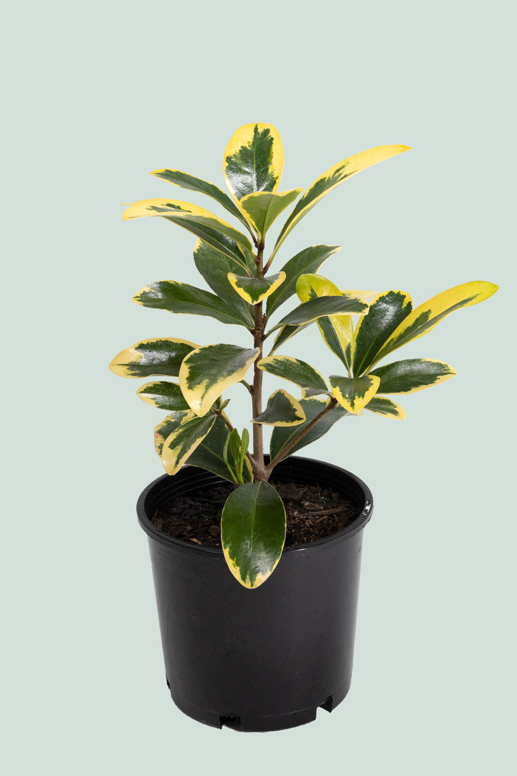 Variegated Karaka (NZ Native) - Corynocarpus laevigatus - 2.5L / 17cm ...